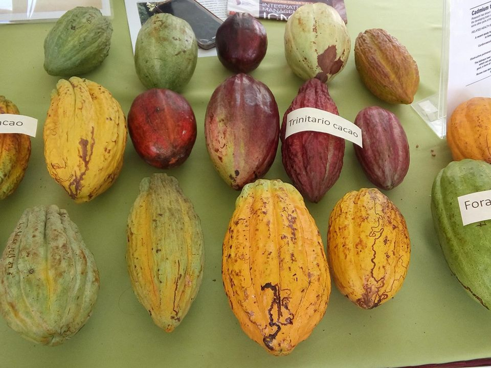 Lopinot Bean To Bar Chocolate Demo & Cave Hike Expedition! ID 21581