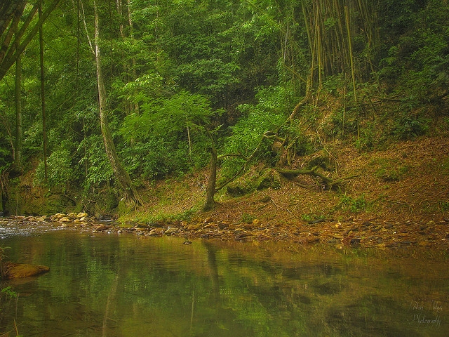 Caura River in Tunapuna - ID 142